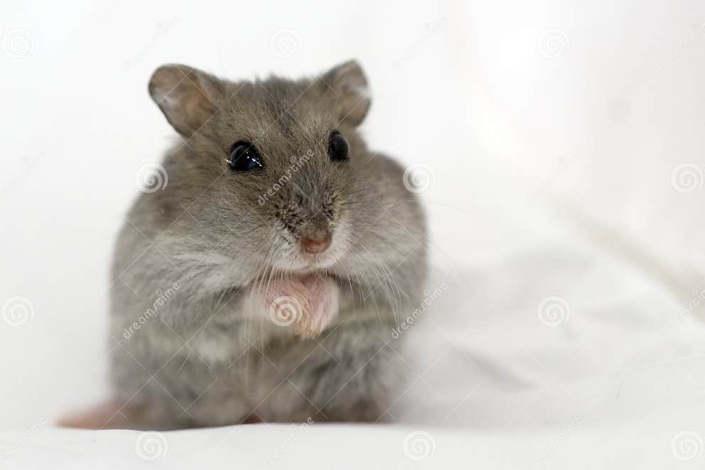 Hamster Pray stock image. Image of portrait, hamster, rodent - 7226107
