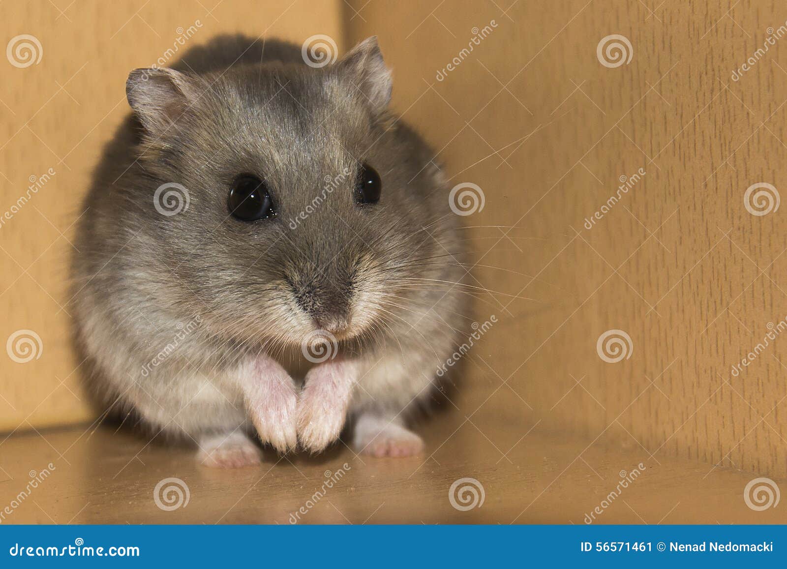 Hamster Prayer stock image. Image of close, domestic - 56571461