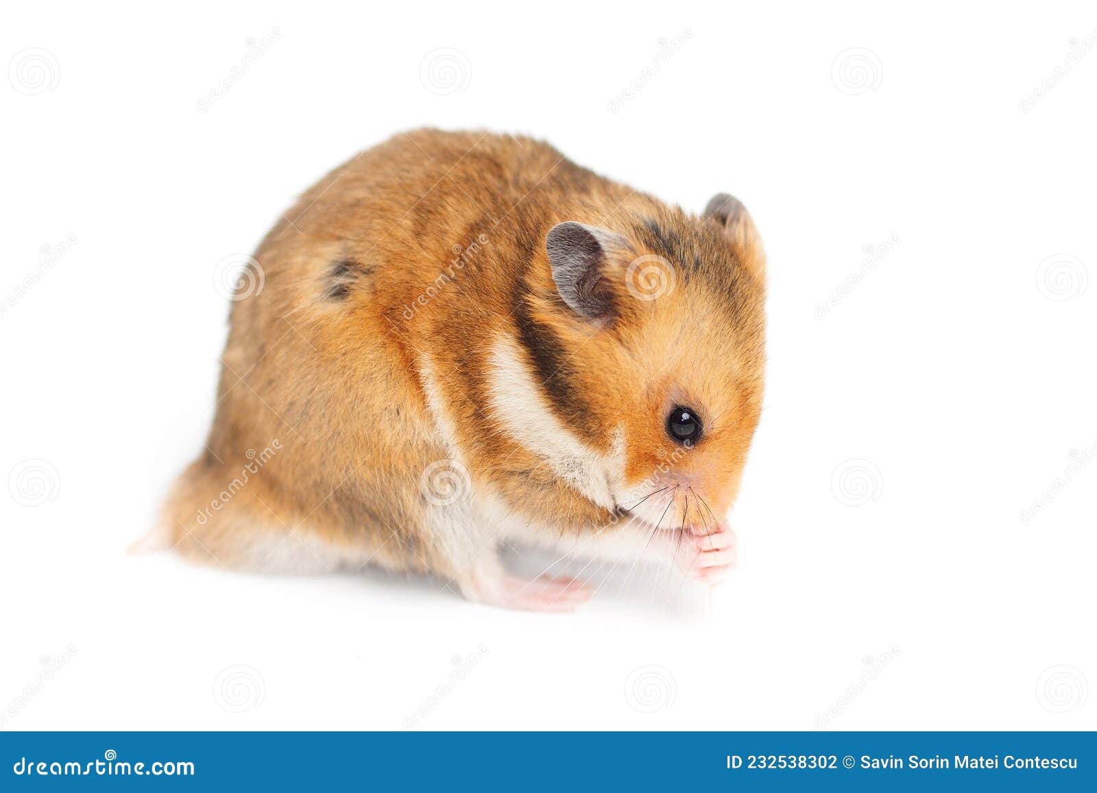 Hamster Praying Stock Photos - Free & Royalty-Free Stock Photos from ...
