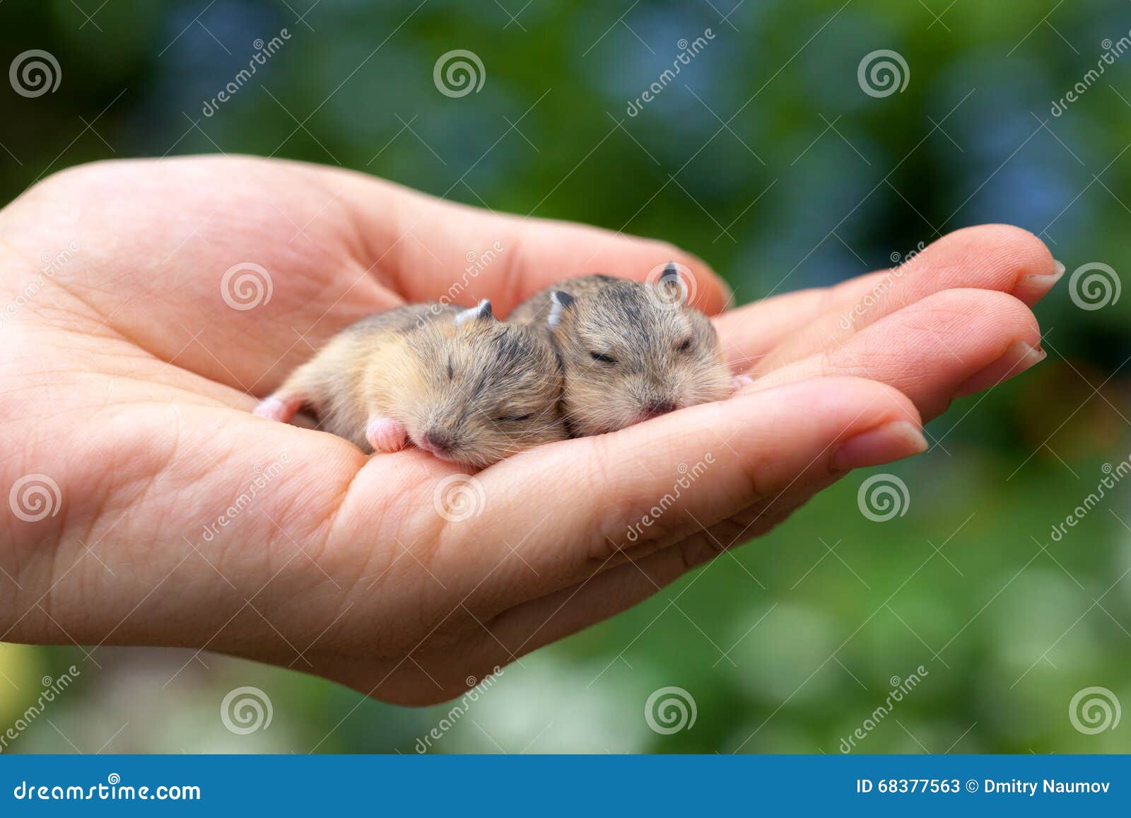 Hamster pups on palm stock image. Image of care, palm - 68377563
