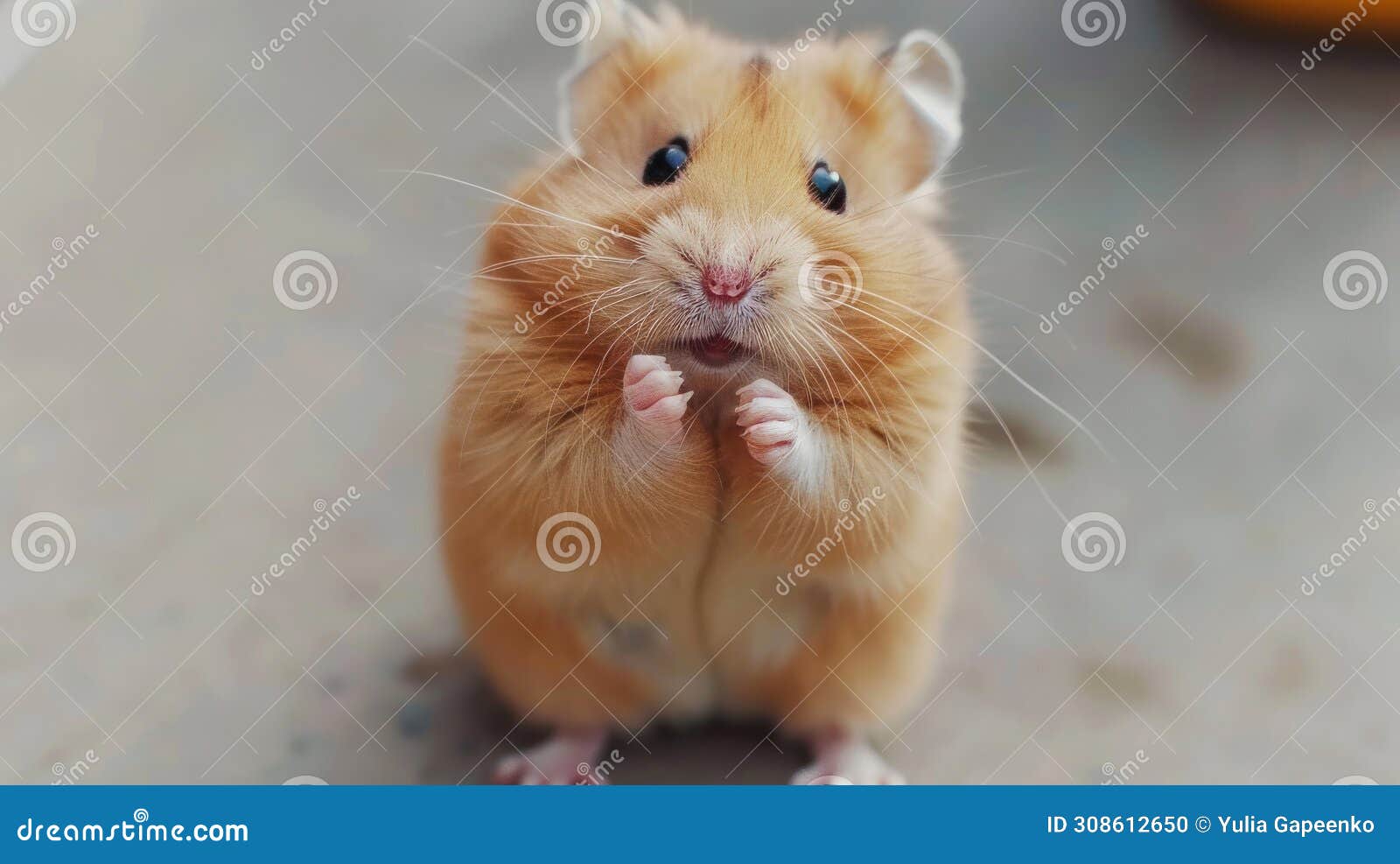 Hamster with a Raised Paw on a White Backdrop Stock Photo - Image of ...