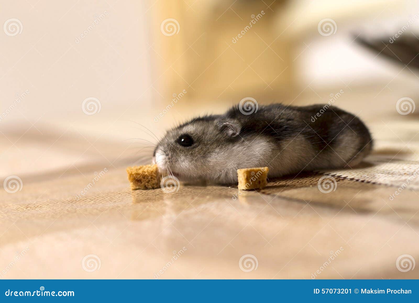 Hamster Reaching for Crackers and Sniffs it Stock Image - Image of ...