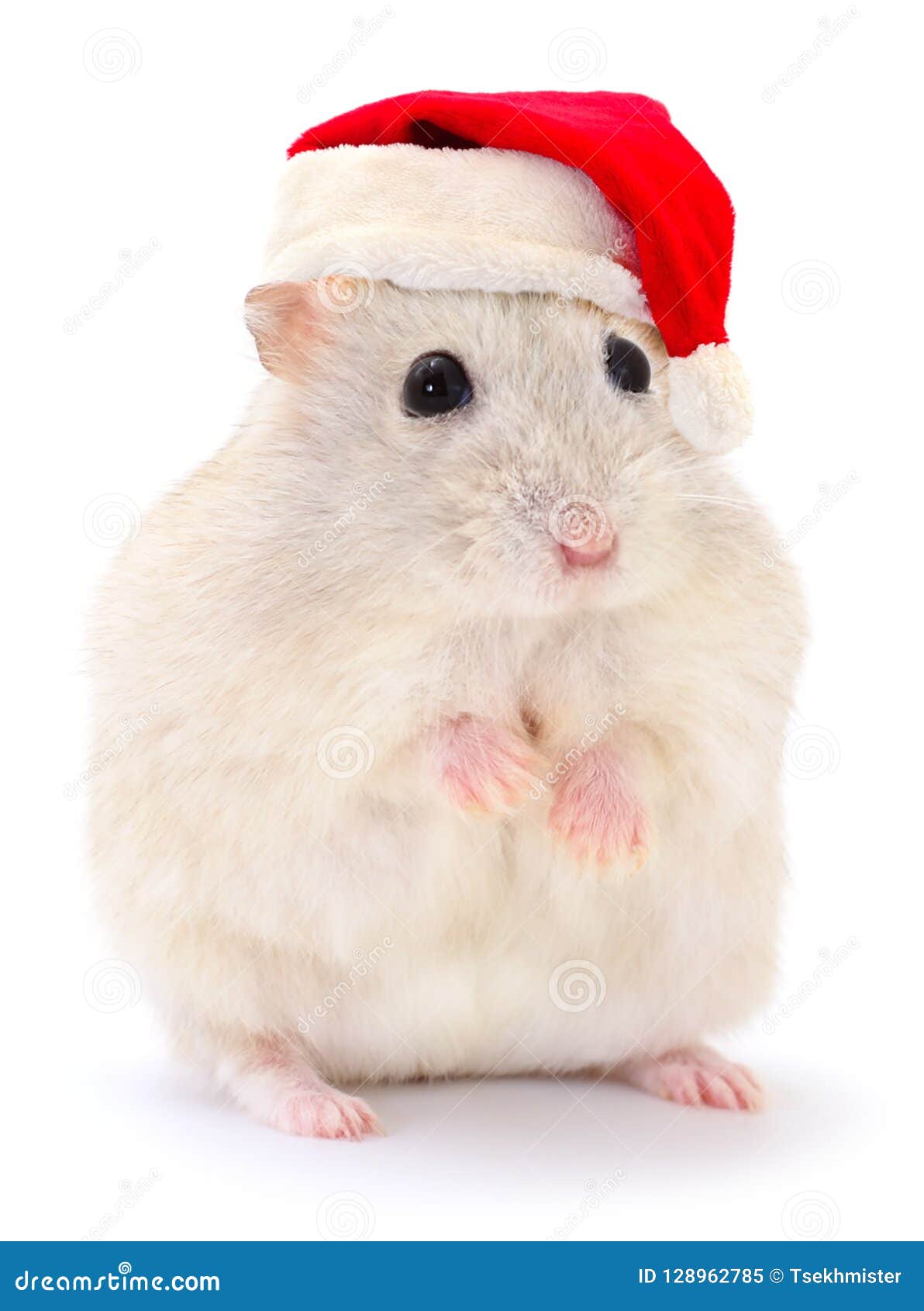 Hamster in a Red Santa Claus Hat. Stock Image - Image of rodent, funny ...