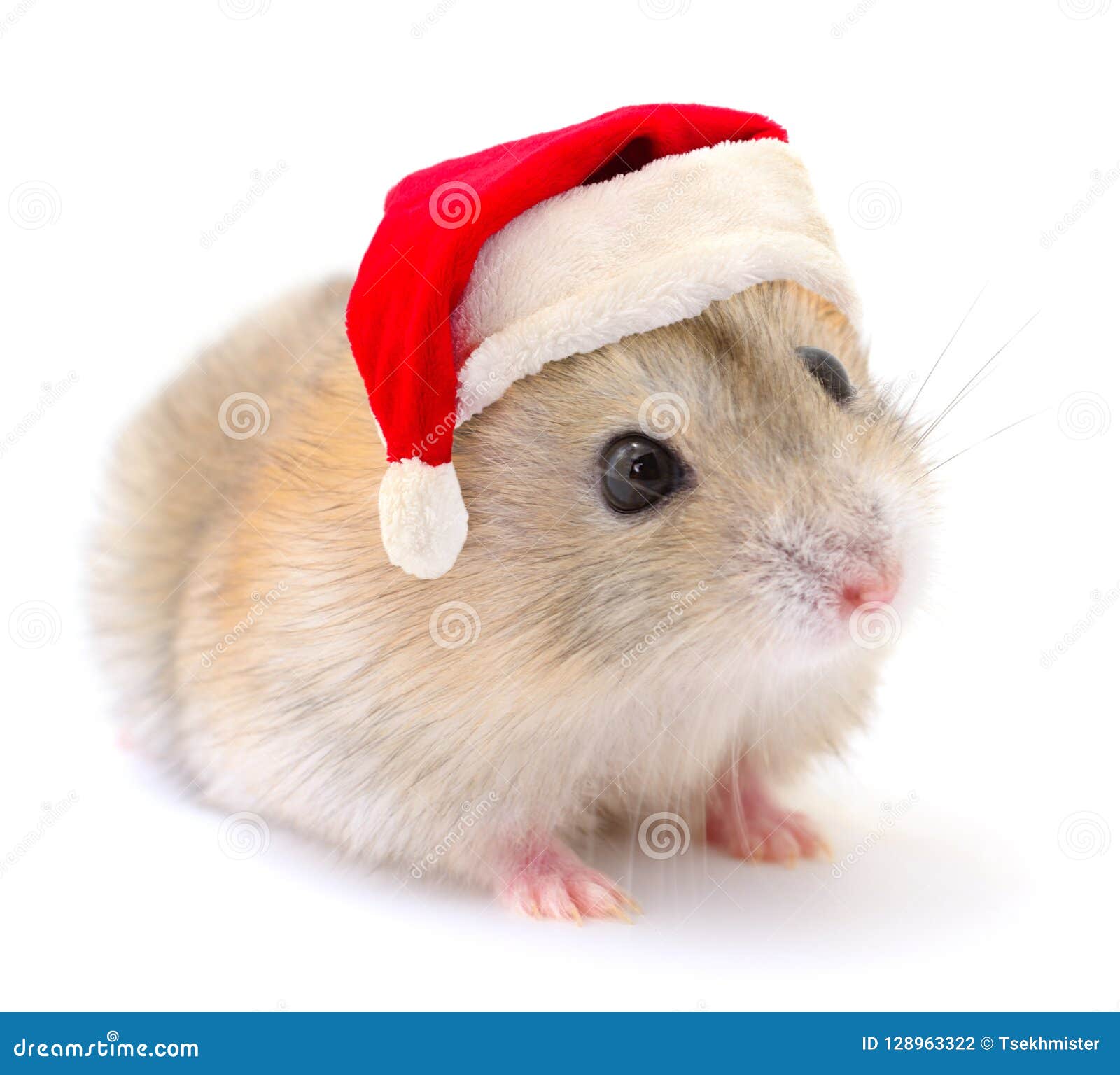 Hamster in a Red Santa Claus Hat. Stock Photo - Image of humor, hamster ...