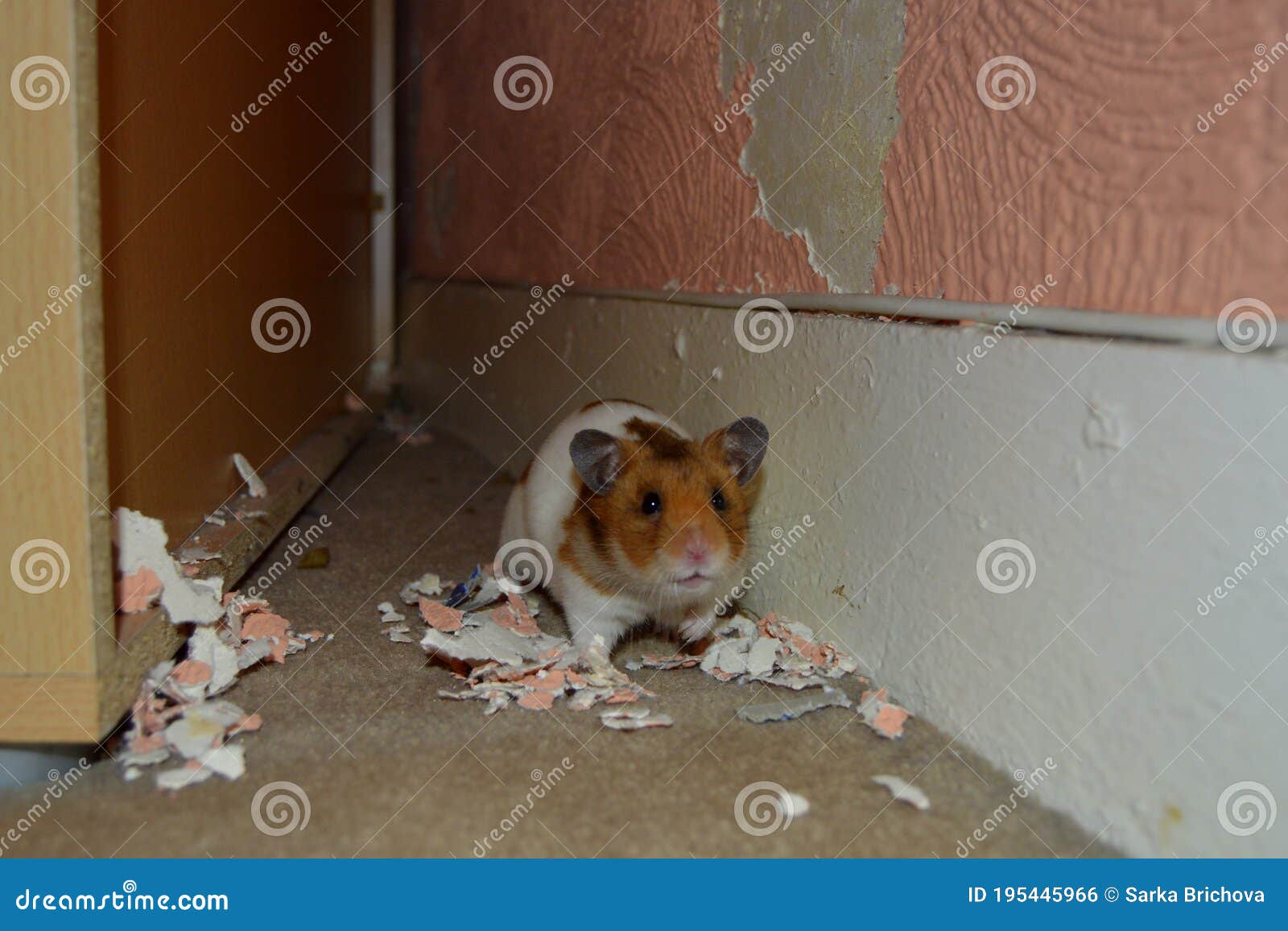 Hamster Ripping of Wallpaper Stock Photo - Image of escape, ripping ...