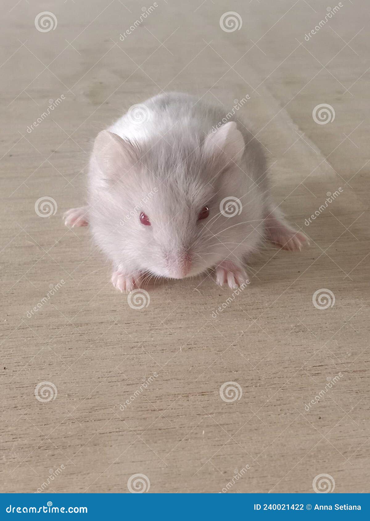 Hamster Campbell stock photo. Image of hamster, cambhel - 240021422