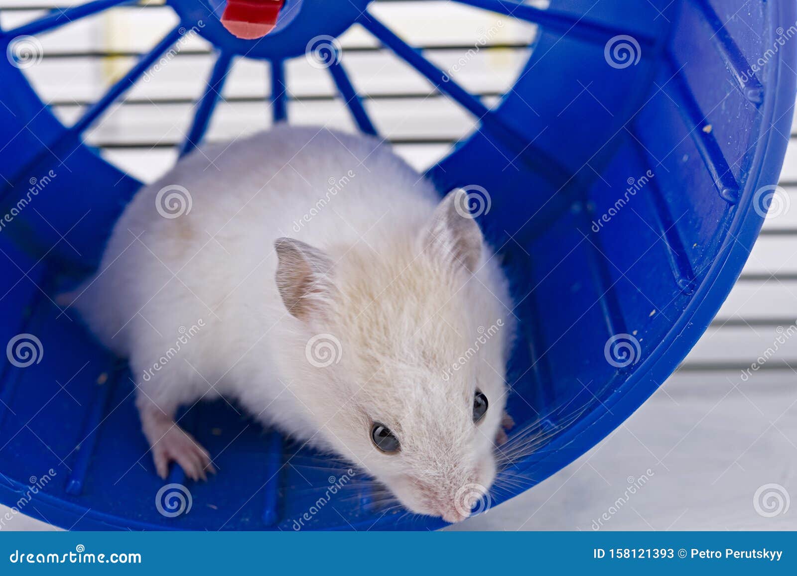 Hamster running stock image. Image of concept, wheel - 158121393