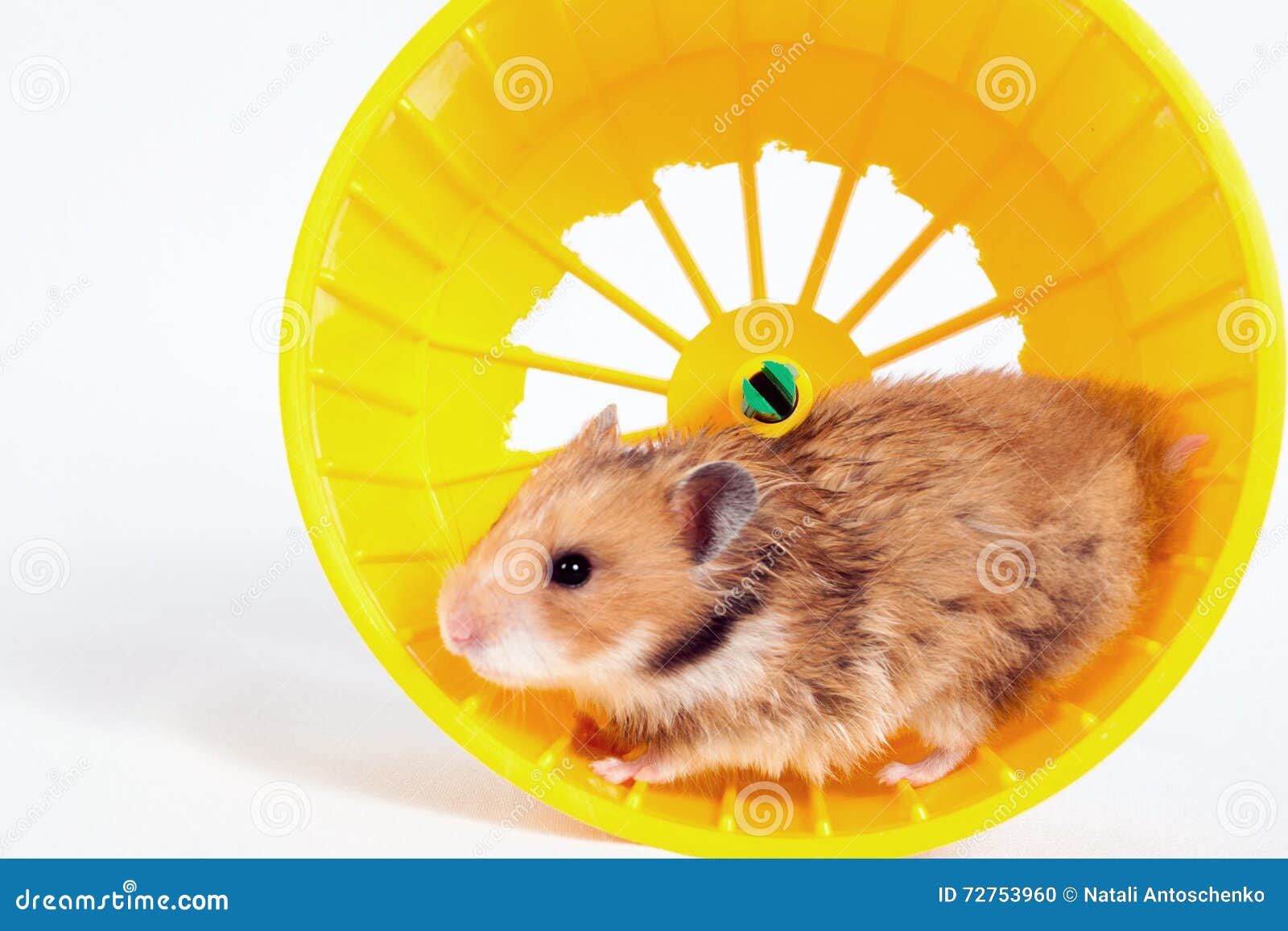 Hamster Running in the Running Wheel Stock Photo - Image of surprise ...