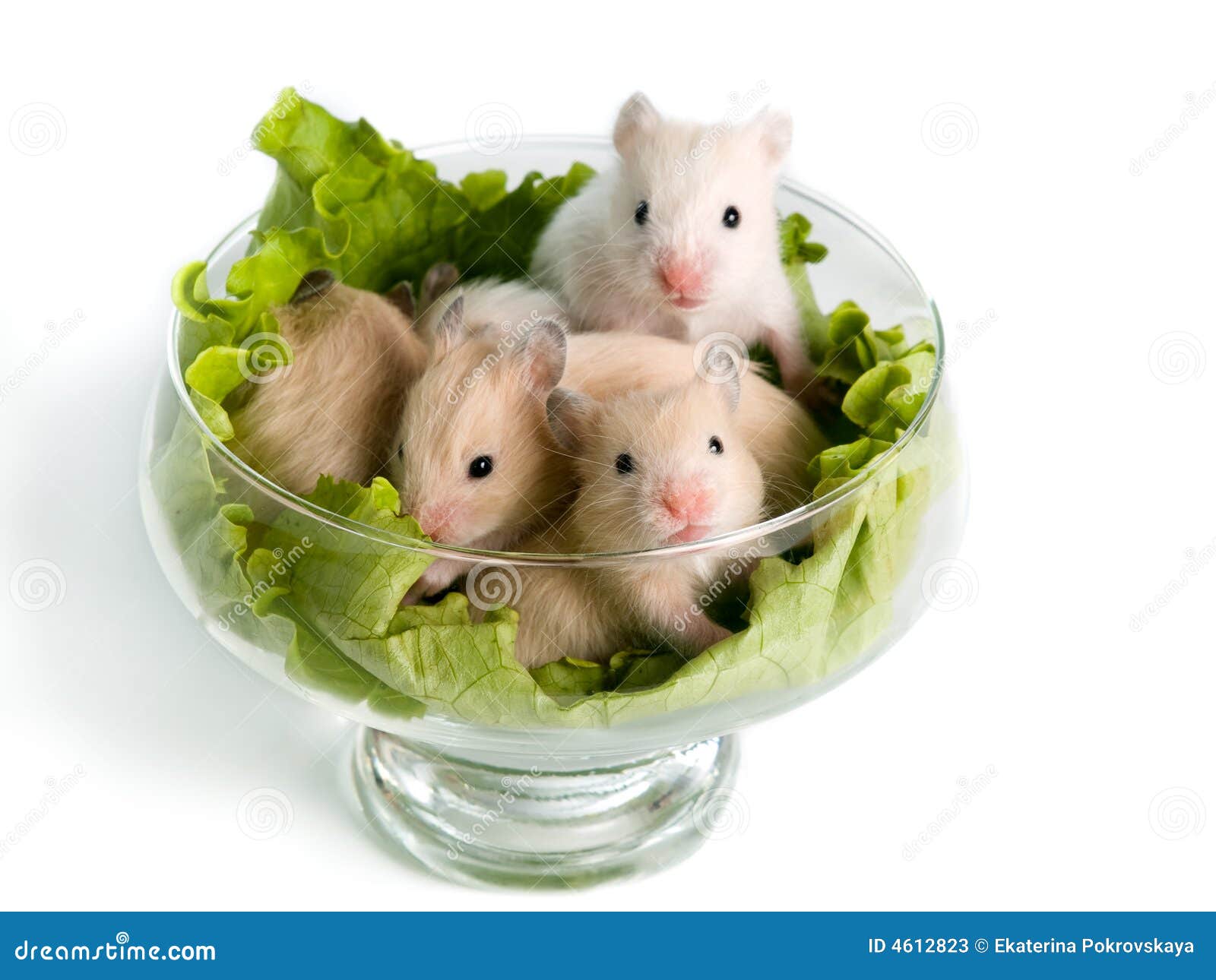 Hamster am Salat stockbild. Bild von schüssel, organisch - 4612823