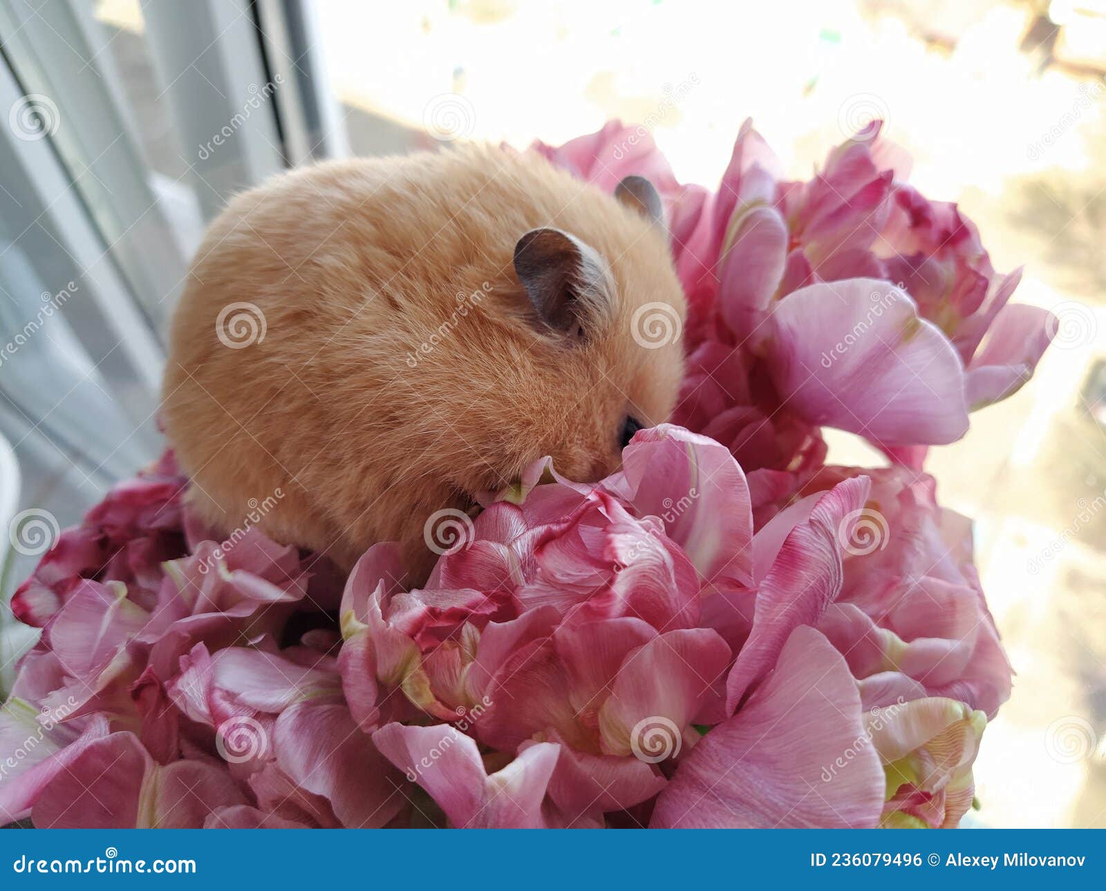 Syrian Hamster Sits in a Bouquet of Flowers Stock Photo - Image of leaf ...