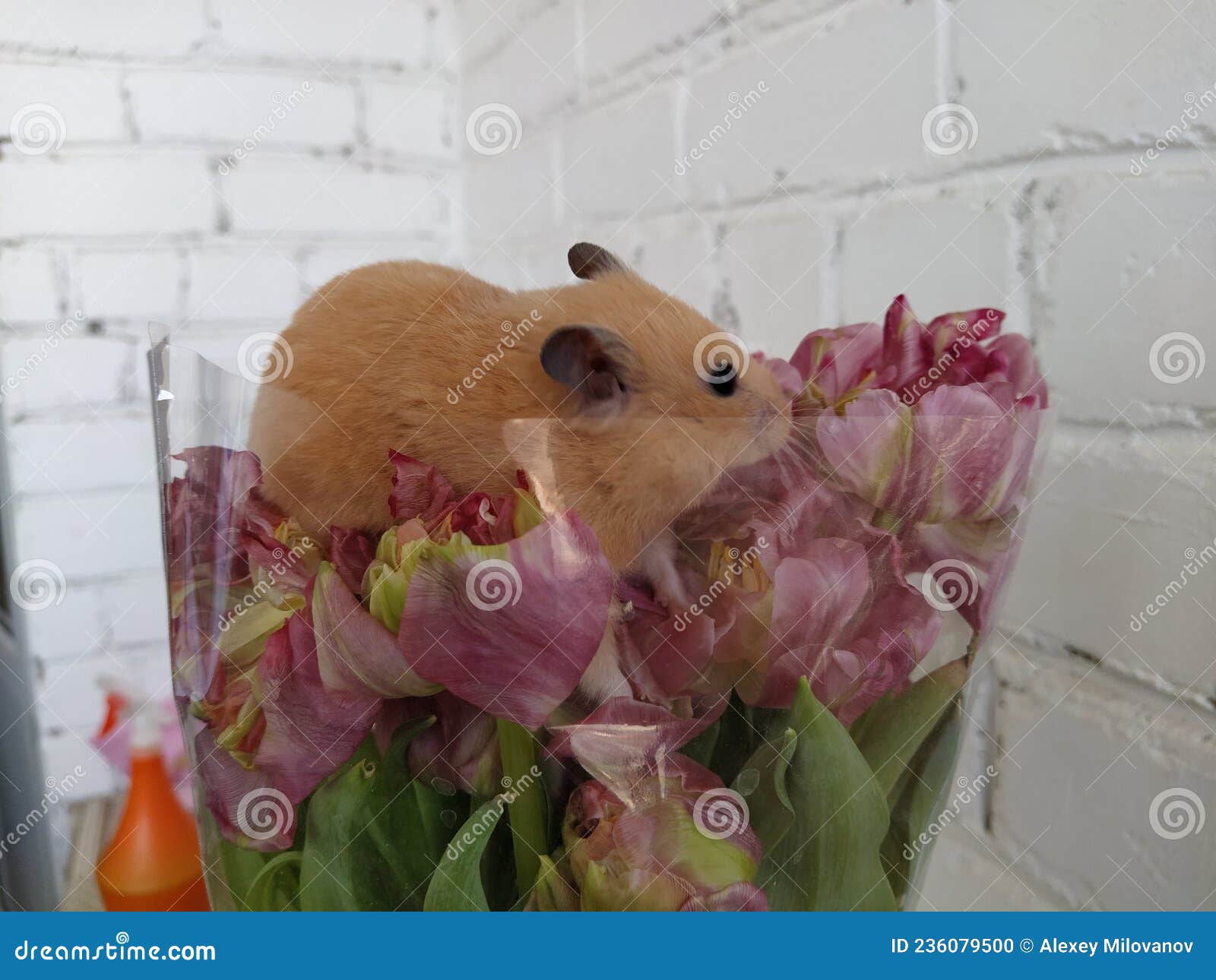 Syrian Hamster Sits in a Bouquet of Flowers Stock Photo - Image of ...