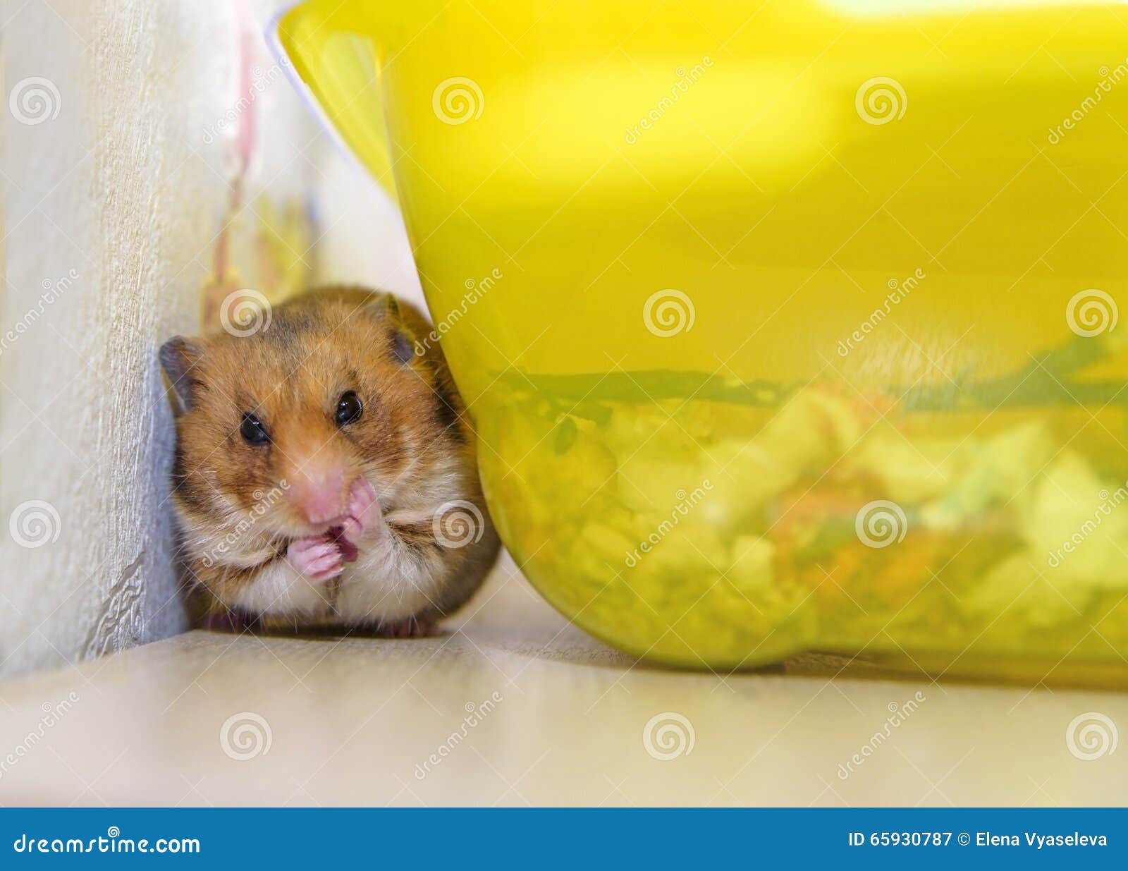 Hamster sits and clean stock image. Image of mesocricetus - 65930787