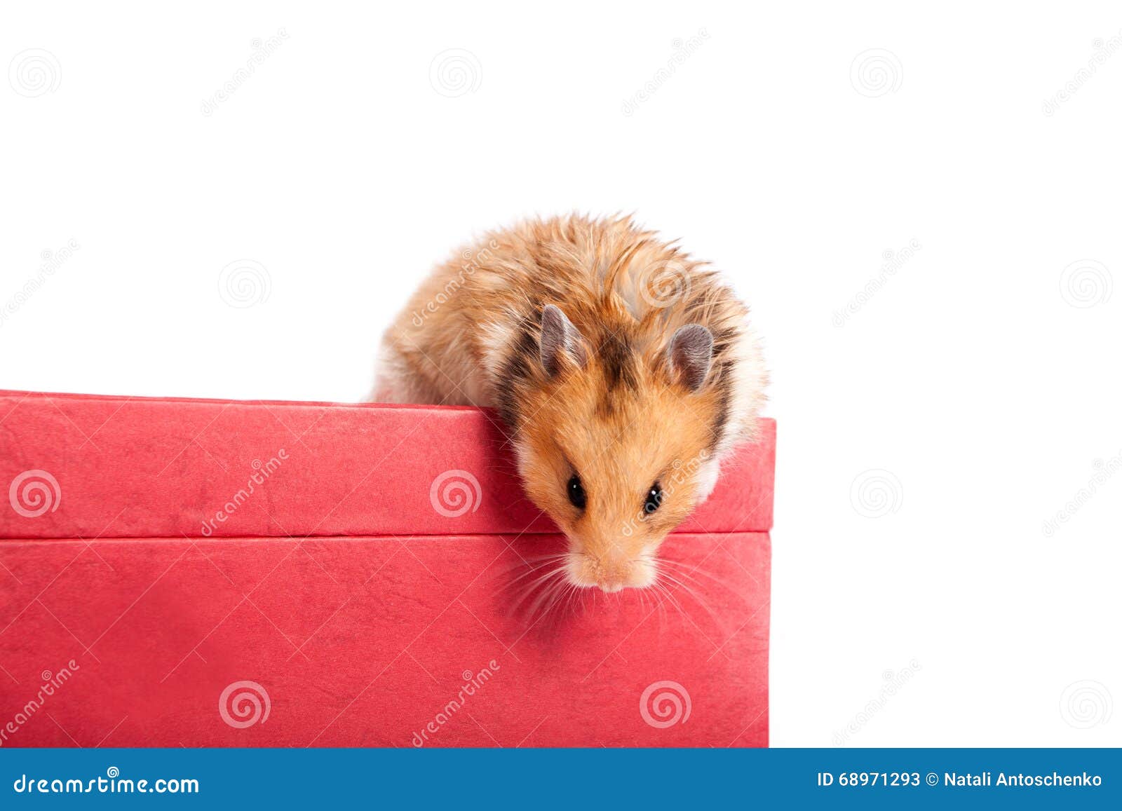 Hamster sitting on the box stock image. Image of package - 68971293
