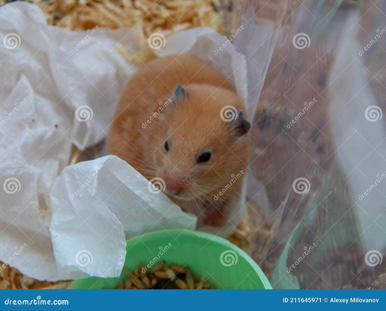 Hamster is Sitting in Its Container Stock Image - Image of gift, lovely ...