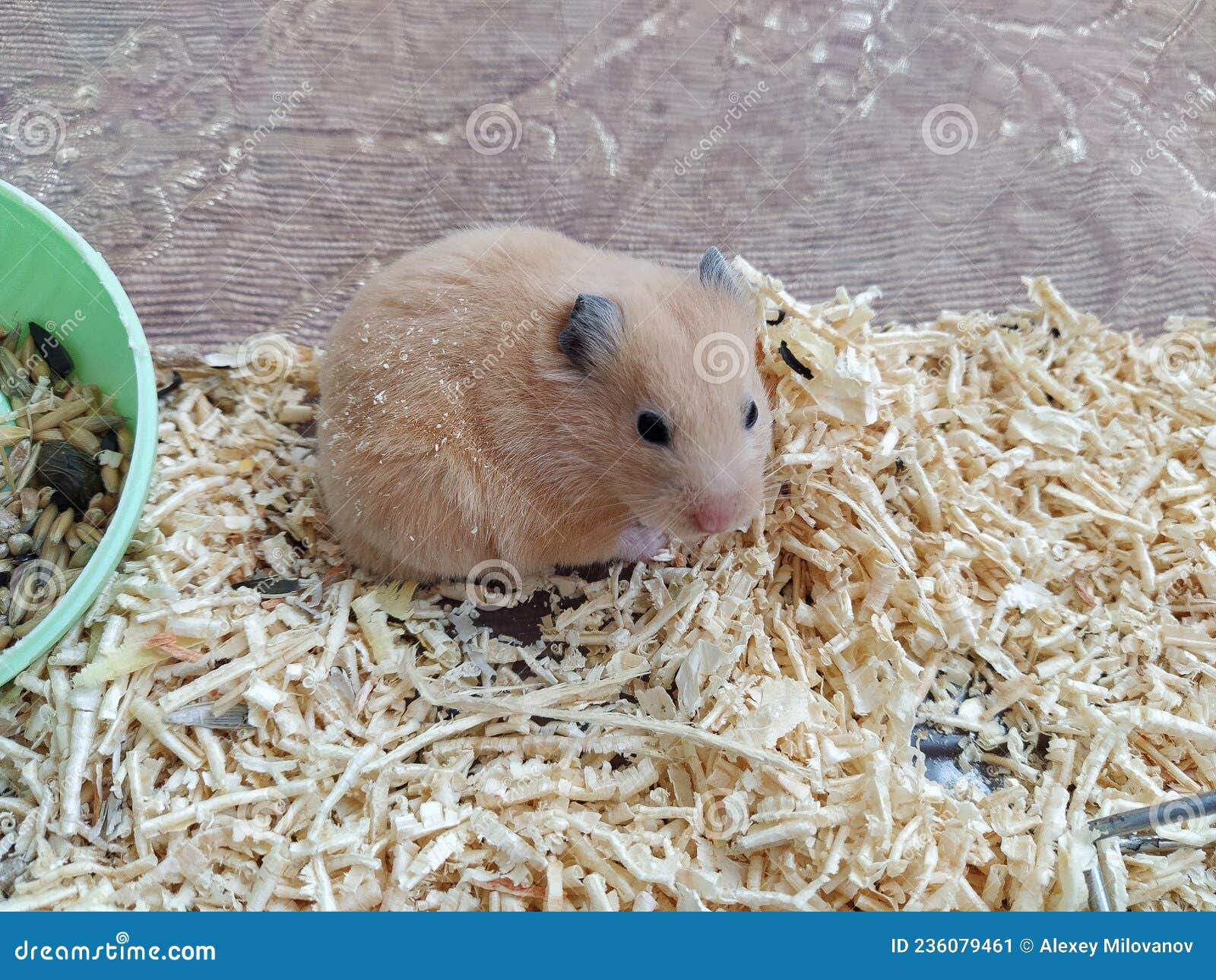 Hamster is Sitting in Its Container Stock Image - Image of animal, nose ...