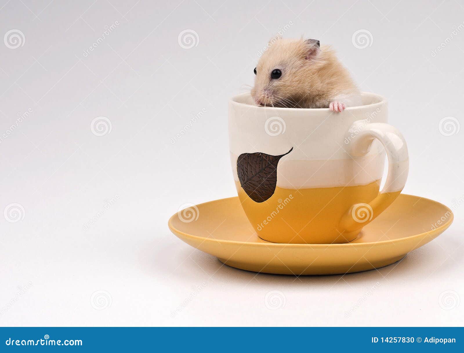 Teacup Hamster