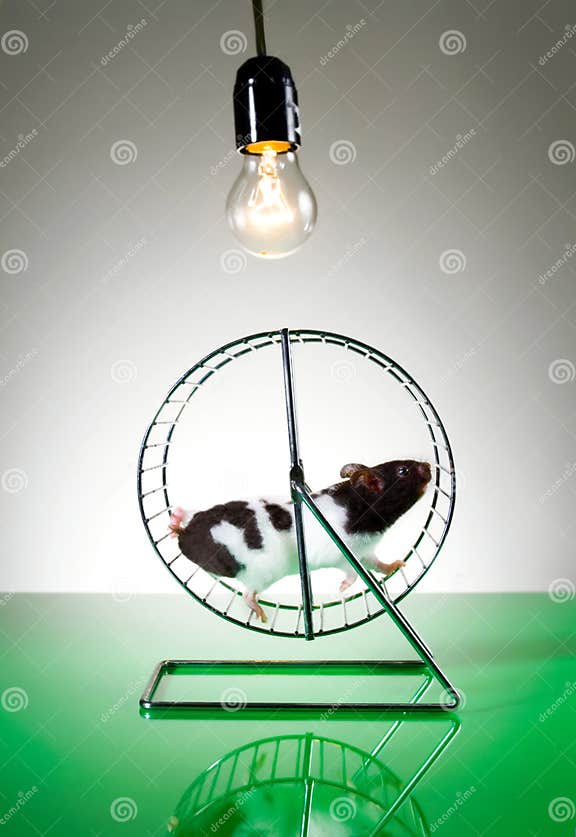 Hamster stock image. Image of generate, stunt, experiment - 45337057