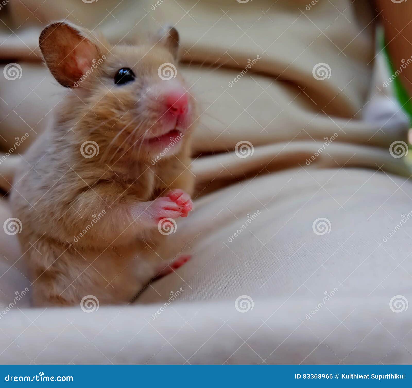 Hamster stock photo. Image of hamster, mouse, bear, syrian - 83368966