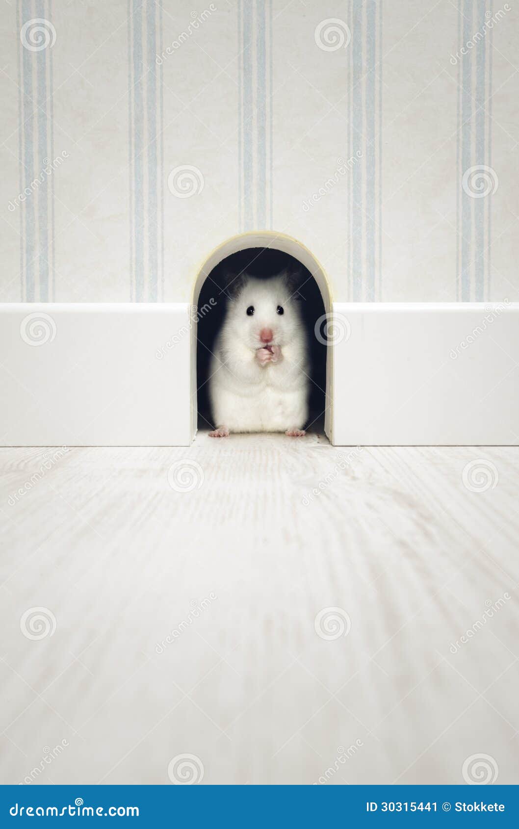 Hamster Standing in His Lair Stock Image - Image of copy, humor: 30315441