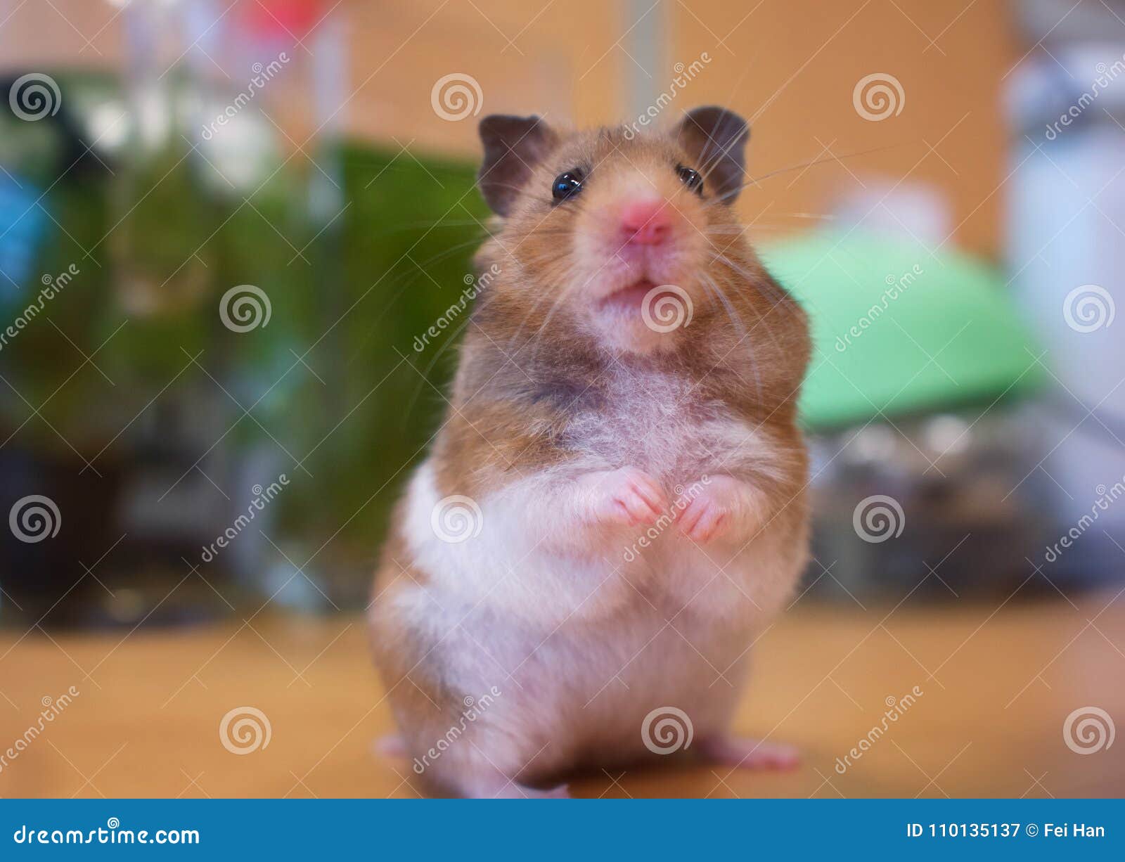 Hamster In A Jar Stock Image | CartoonDealer.com #3539449
