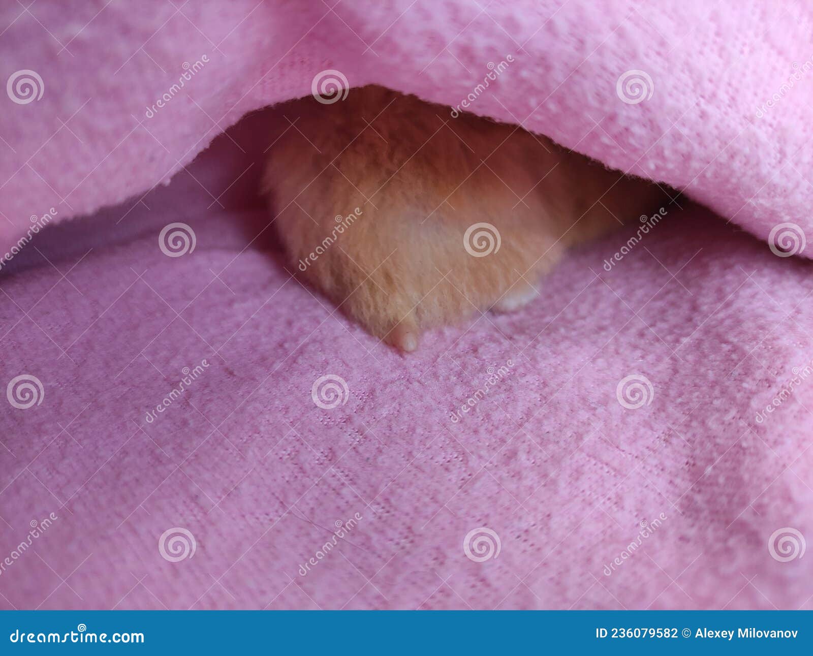 Hamster Tail Peeking Out from Under the Blanket Stock Photo - Image of ...