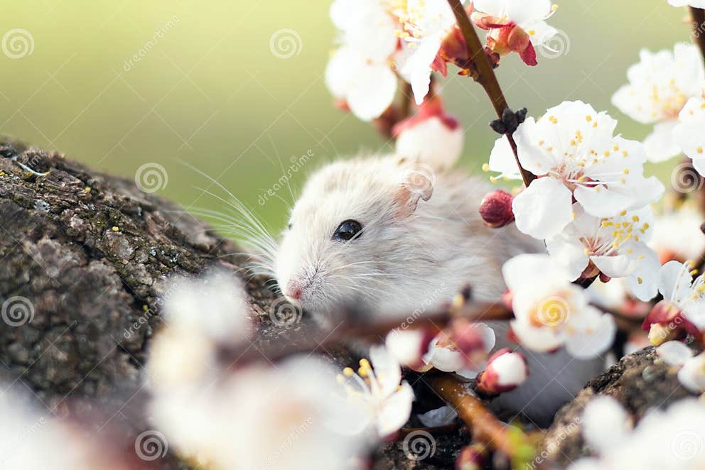 Hamster on a Tree among Flowering Branches Stock Image - Image of ...