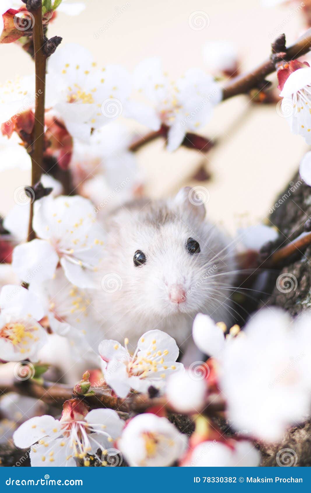 Hamster on a Tree among Flowering Branches Stock Photo - Image of ...
