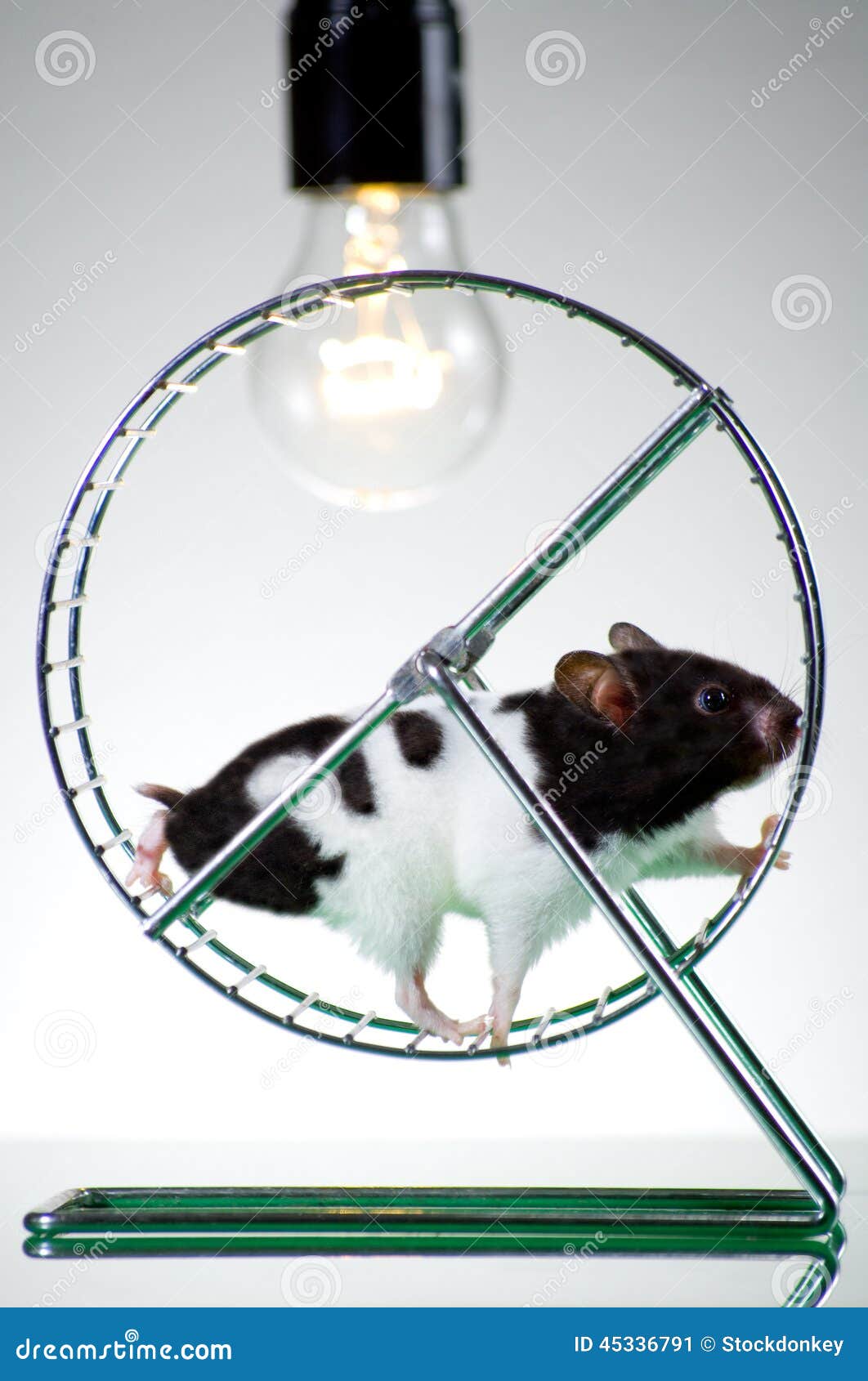 Hamster stock image. Image of electricity, stunt, watts - 45336791