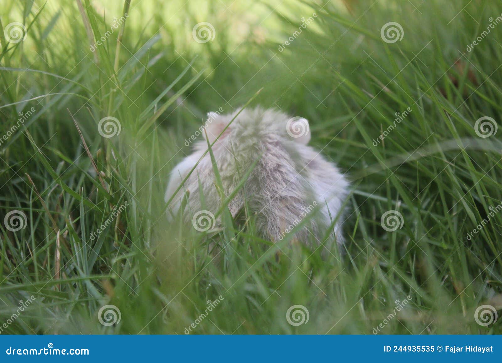 Hamster Waiting for the Morning Green Grass Background Stock Image ...
