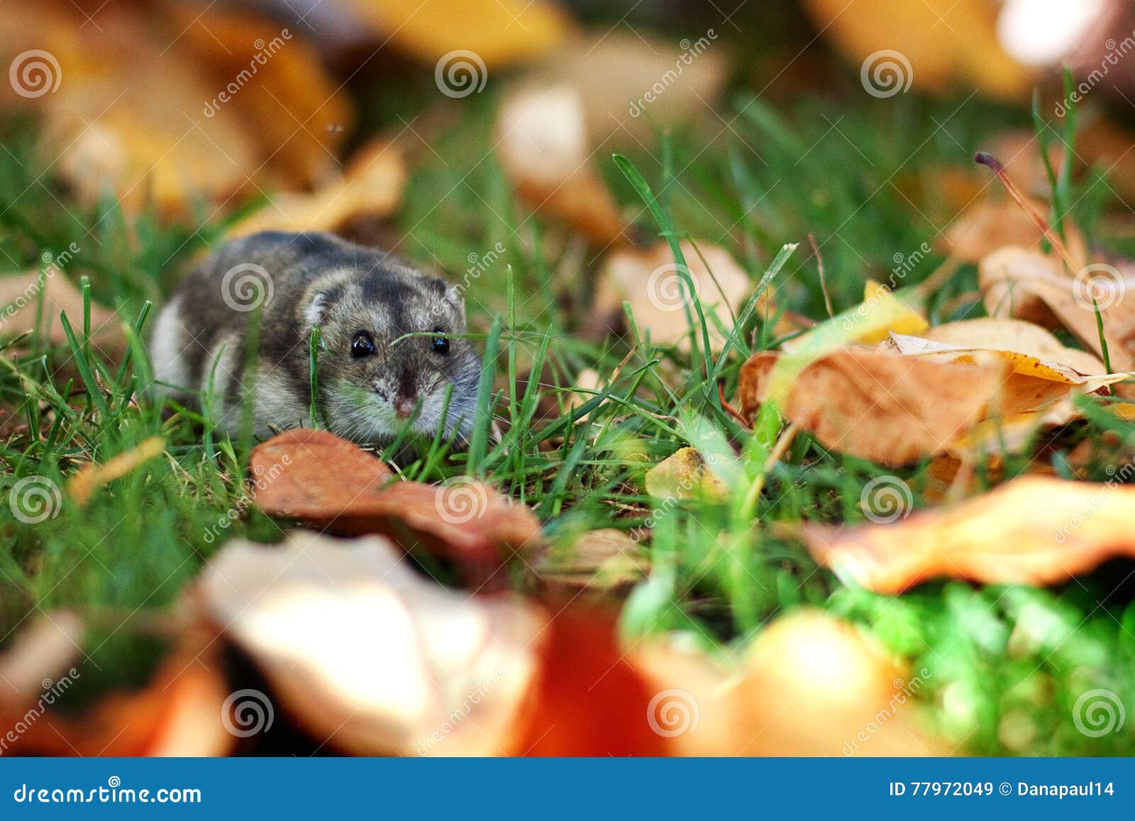 Hamster stock image. Image of cute, walking, relax, hamster - 77972049