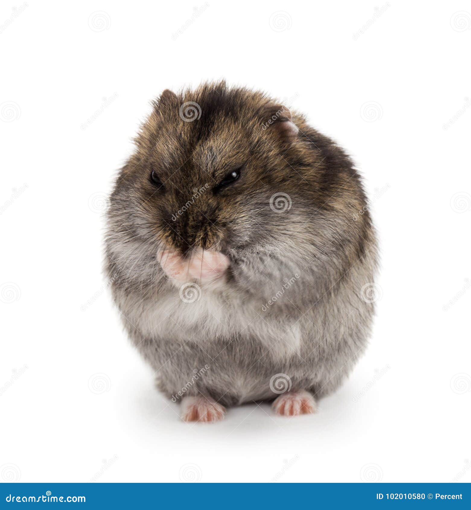 Hamster washing himself stock photo. Image of cautious - 102010580