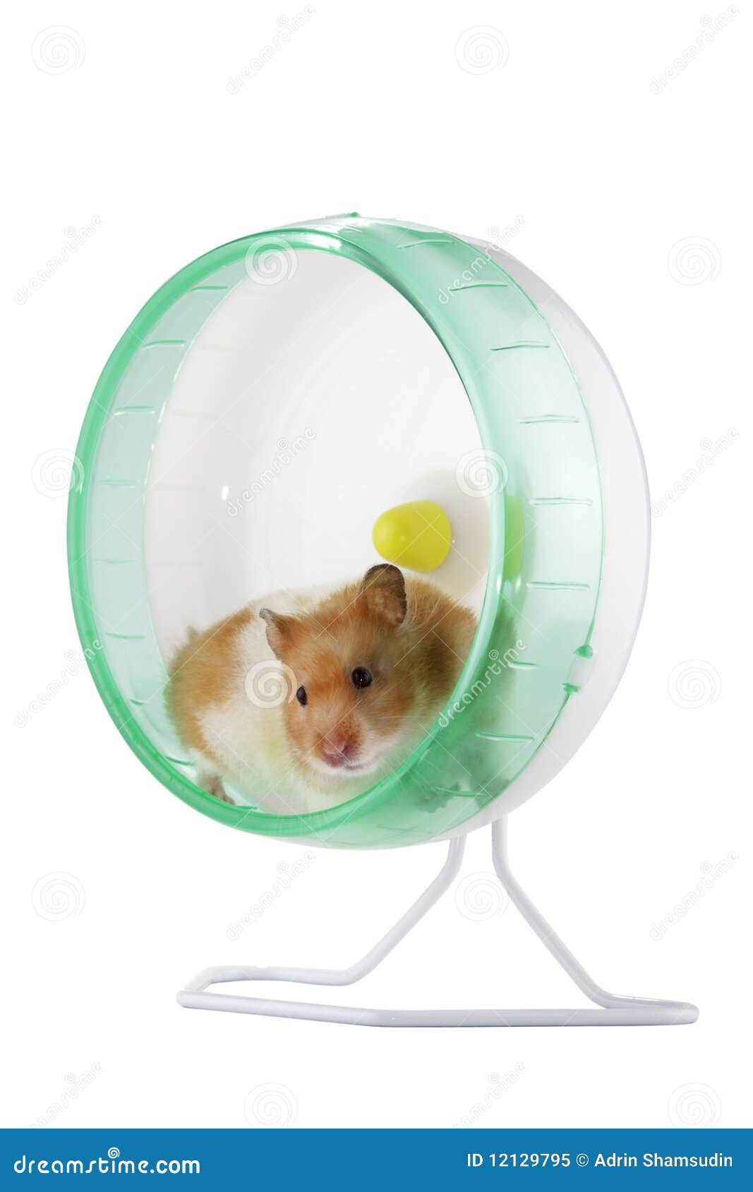 Hamster in a wheel stock image. Image of isolated, rodent - 12129795