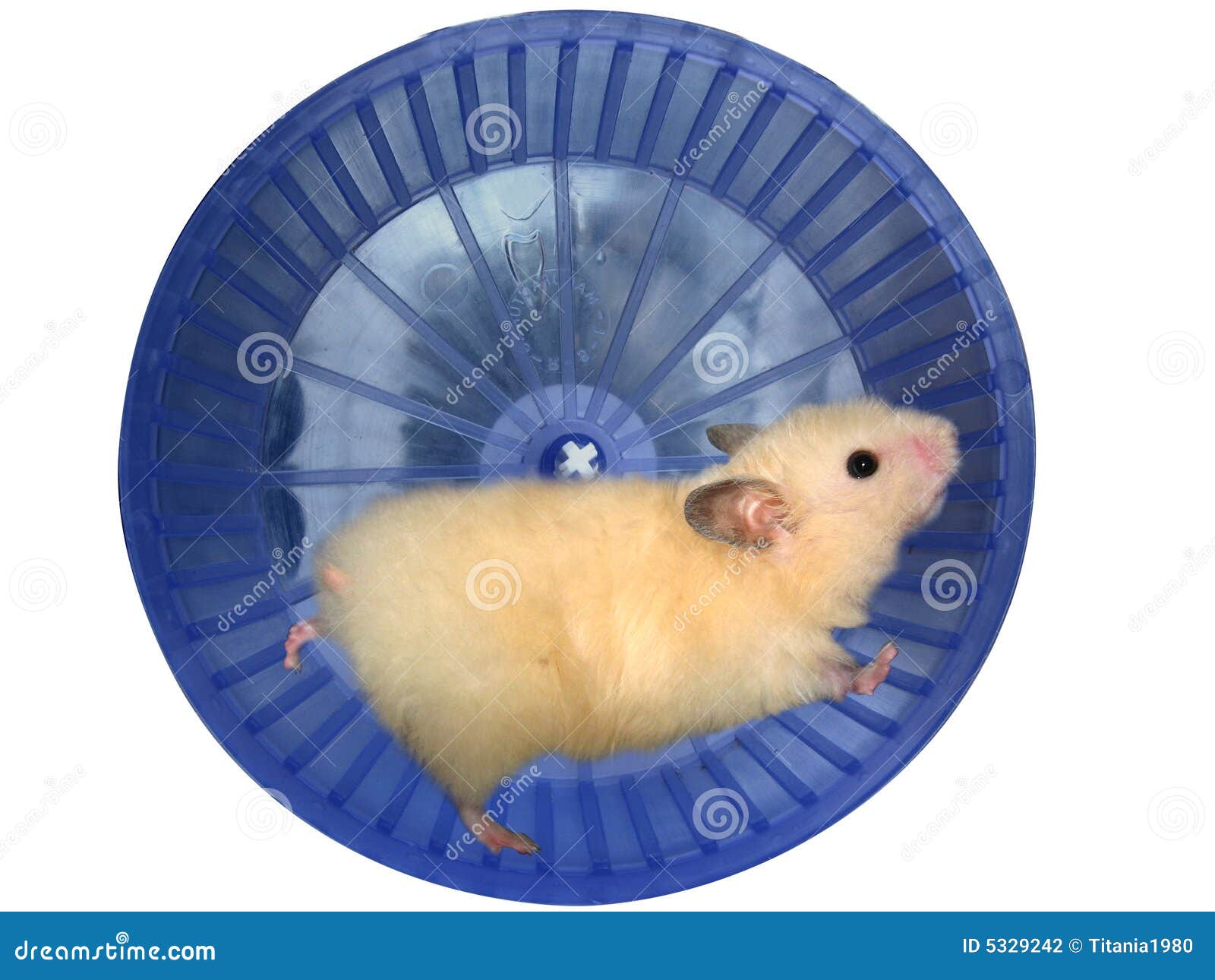 Hamster in a wheel stock photo. Image of portrait, play - 5329242