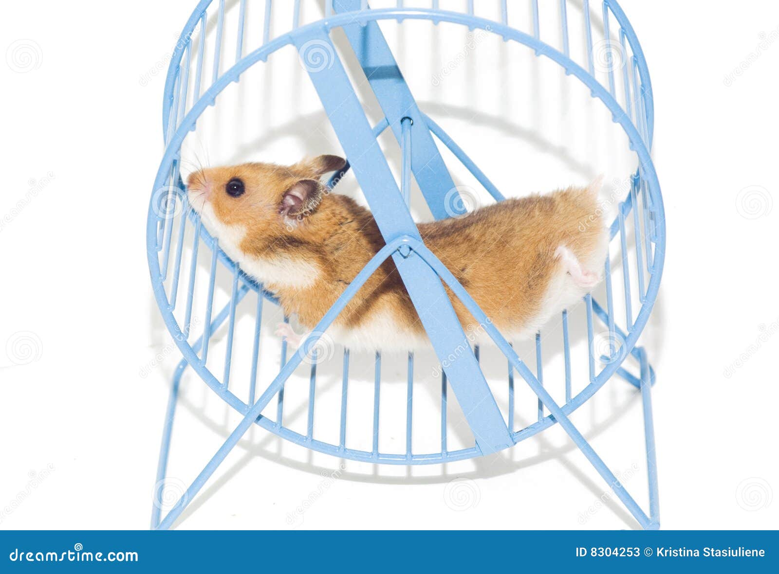 Hamster Shadow Stock Photos - Free & Royalty-Free Stock Photos from ...