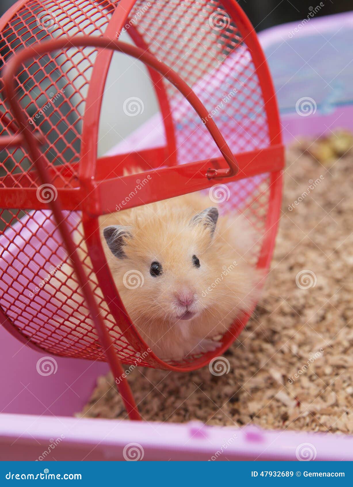 Hamster In Wheel Royalty-Free Stock Photo | CartoonDealer.com #47932689