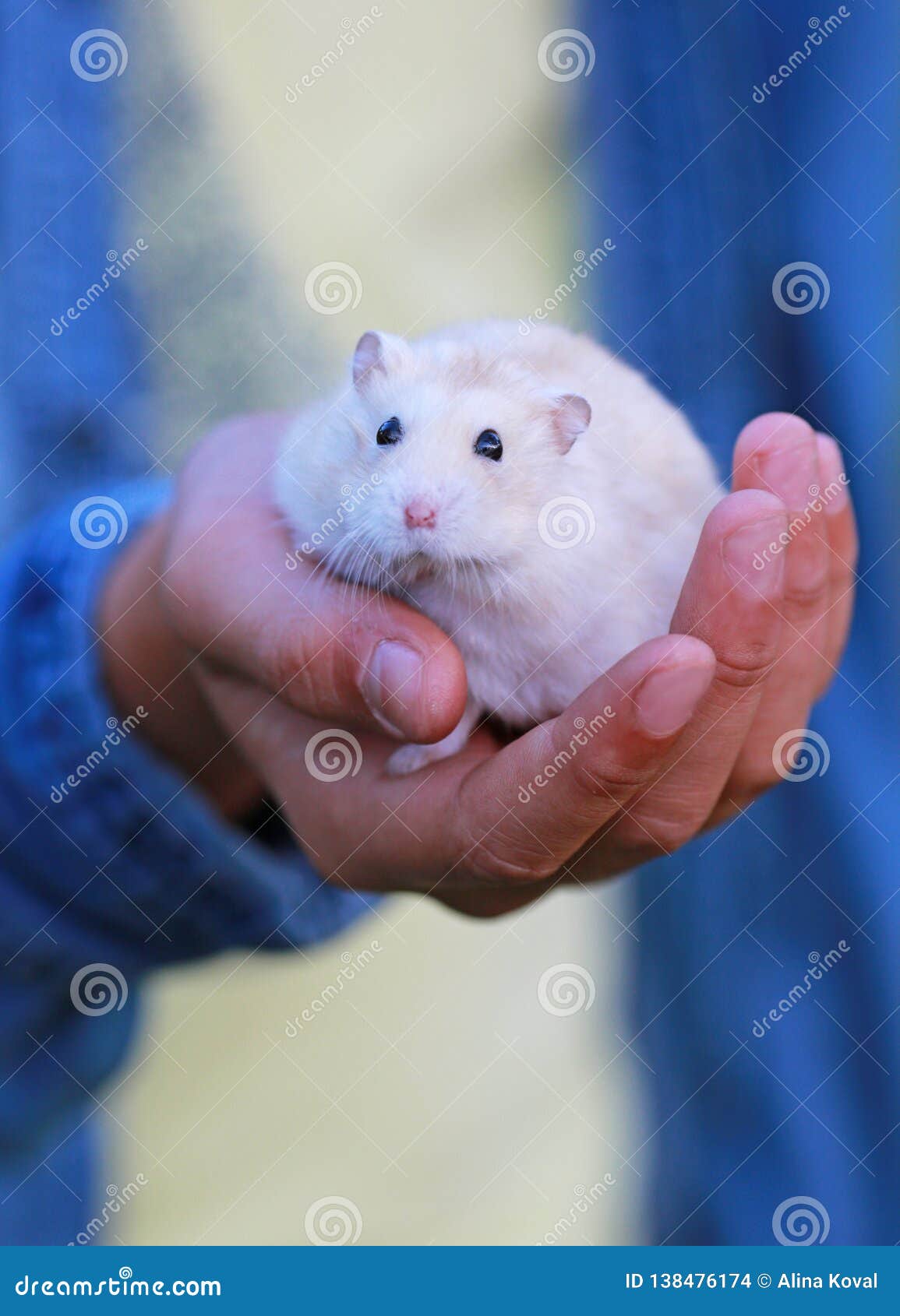 White Little Hamster in Hand Stock Photo - Image of nboy, shirt: 138476174