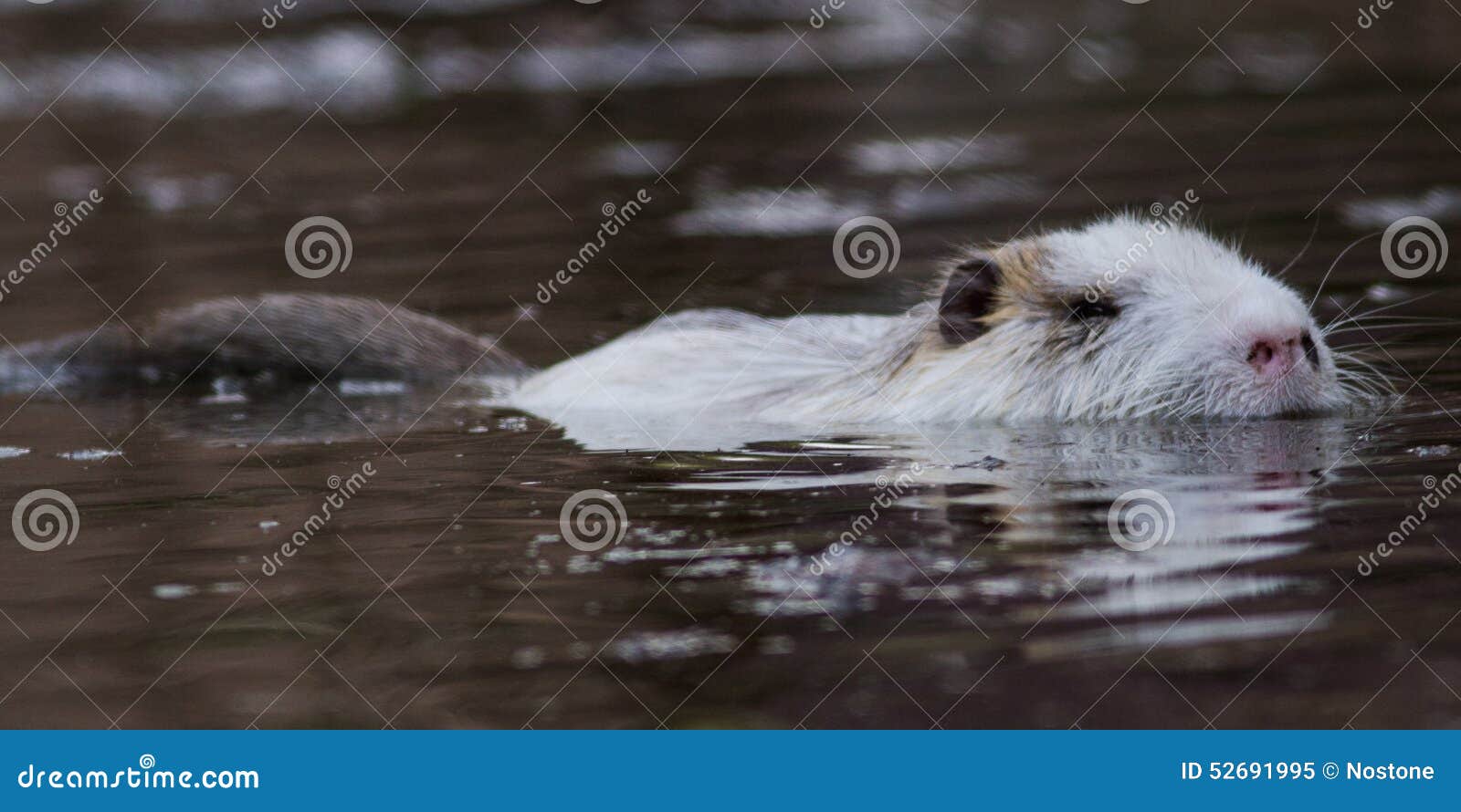 Hamster stock image. Image of rats, paddle, swim, white - 52691995
