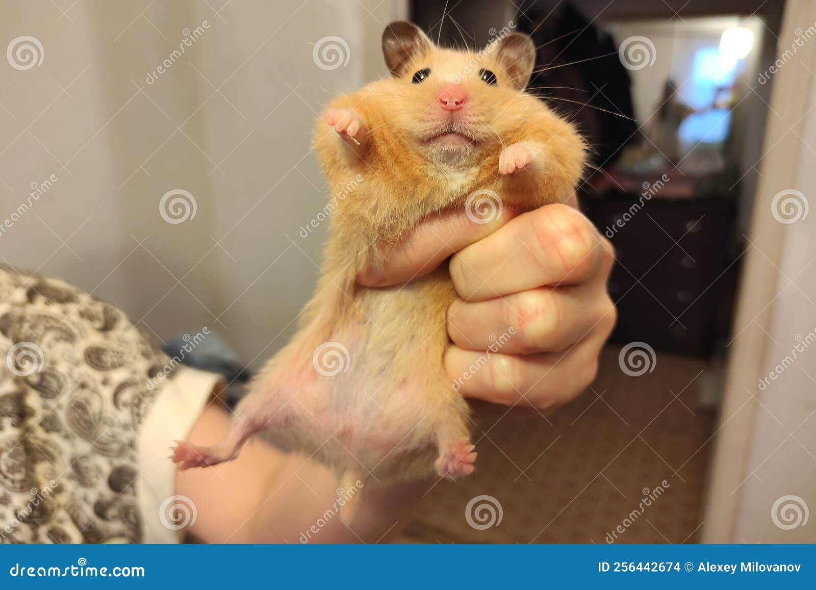 Hamster in a woman s hand stock photo. Image of beautiful - 256442674