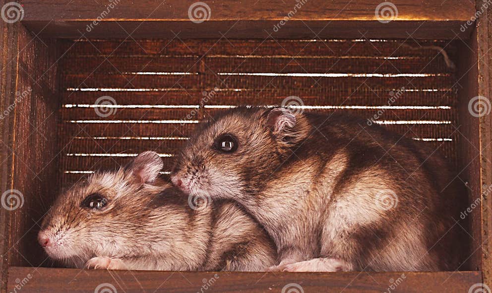 Hamsters in box stock image. Image of humorous, domestic - 15349637