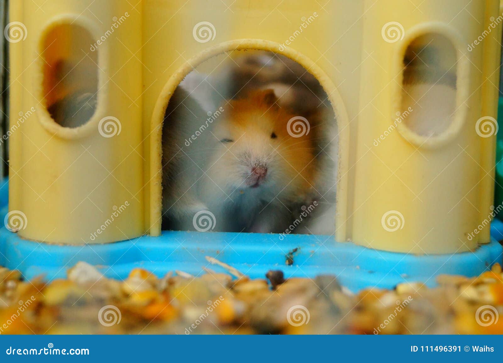 Hamsters Move about in Their Cages Stock Image - Image of crawling ...