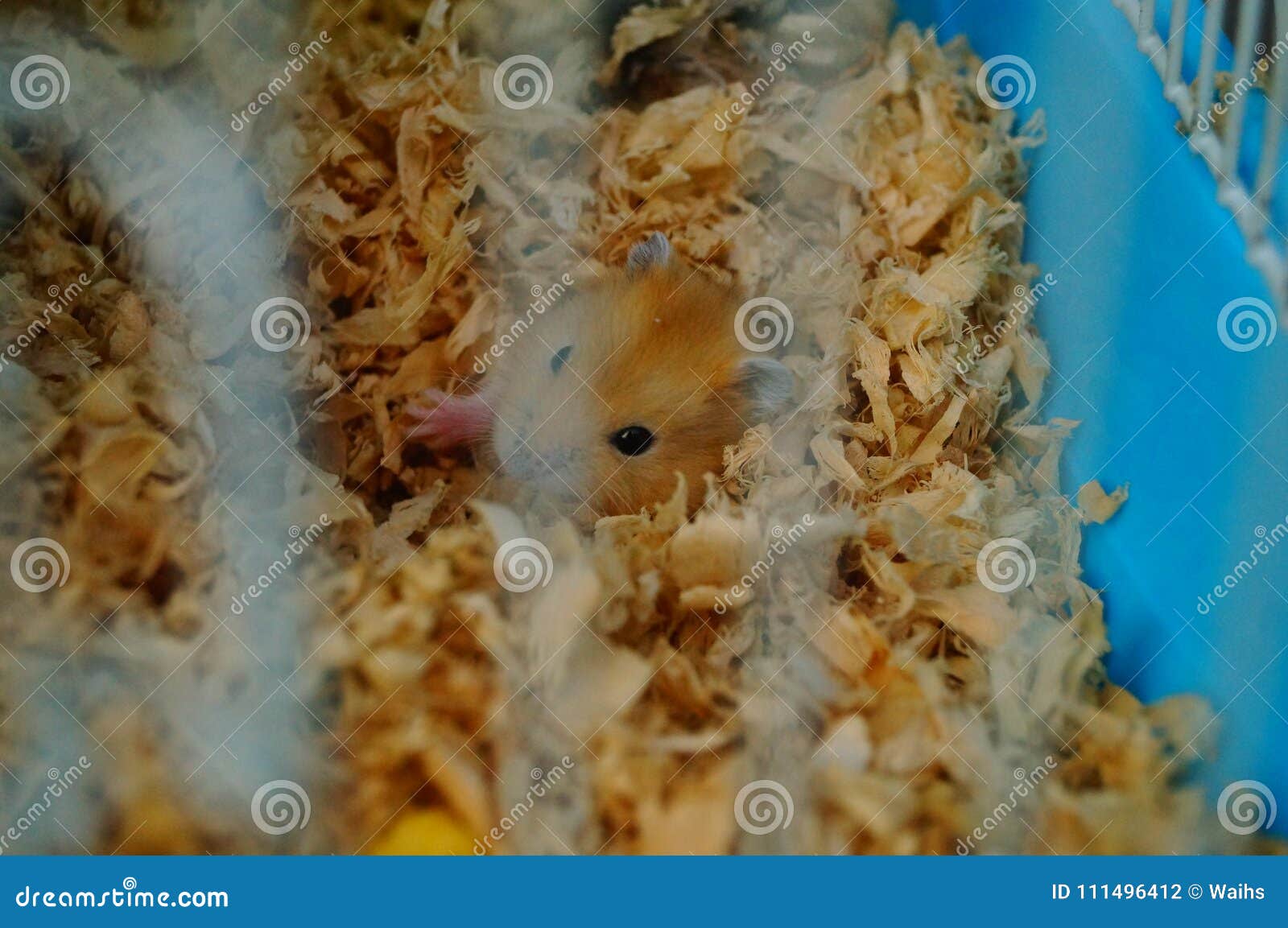 Hamsters Move about in Their Cages Stock Photo - Image of animals ...