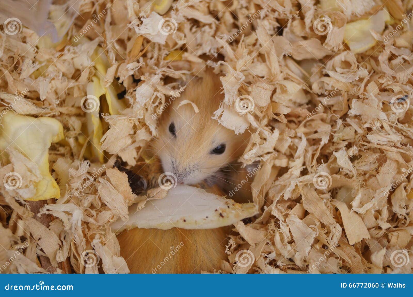 Hamsters stock photo. Image of gerbil, rodent, muridae - 66772060