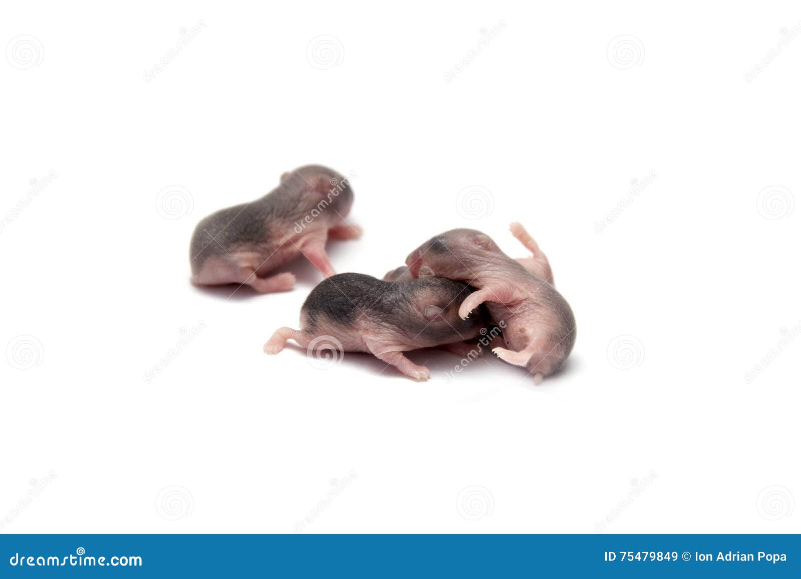 Hamsters new baby born stock image. Image of eyes, background - 75479849