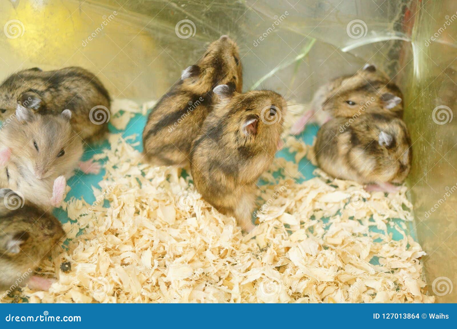 Hamsters are Playing. they are Funny and Cute Stock Photo - Image of ...