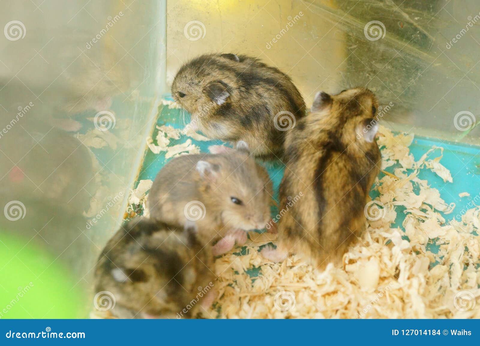 Hamsters are Playing. they are Funny and Cute Stock Photo - Image of ...