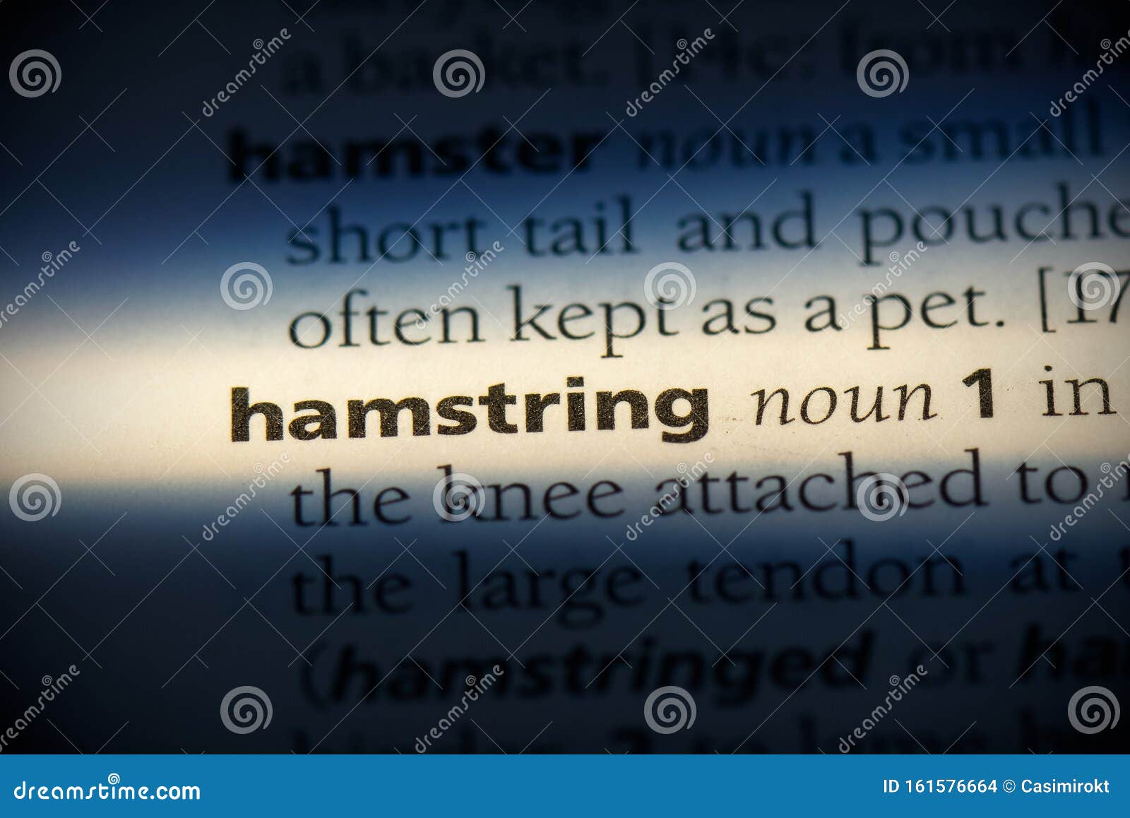 Hamstring stock photo. Image of etymology, hamstring - 161576664