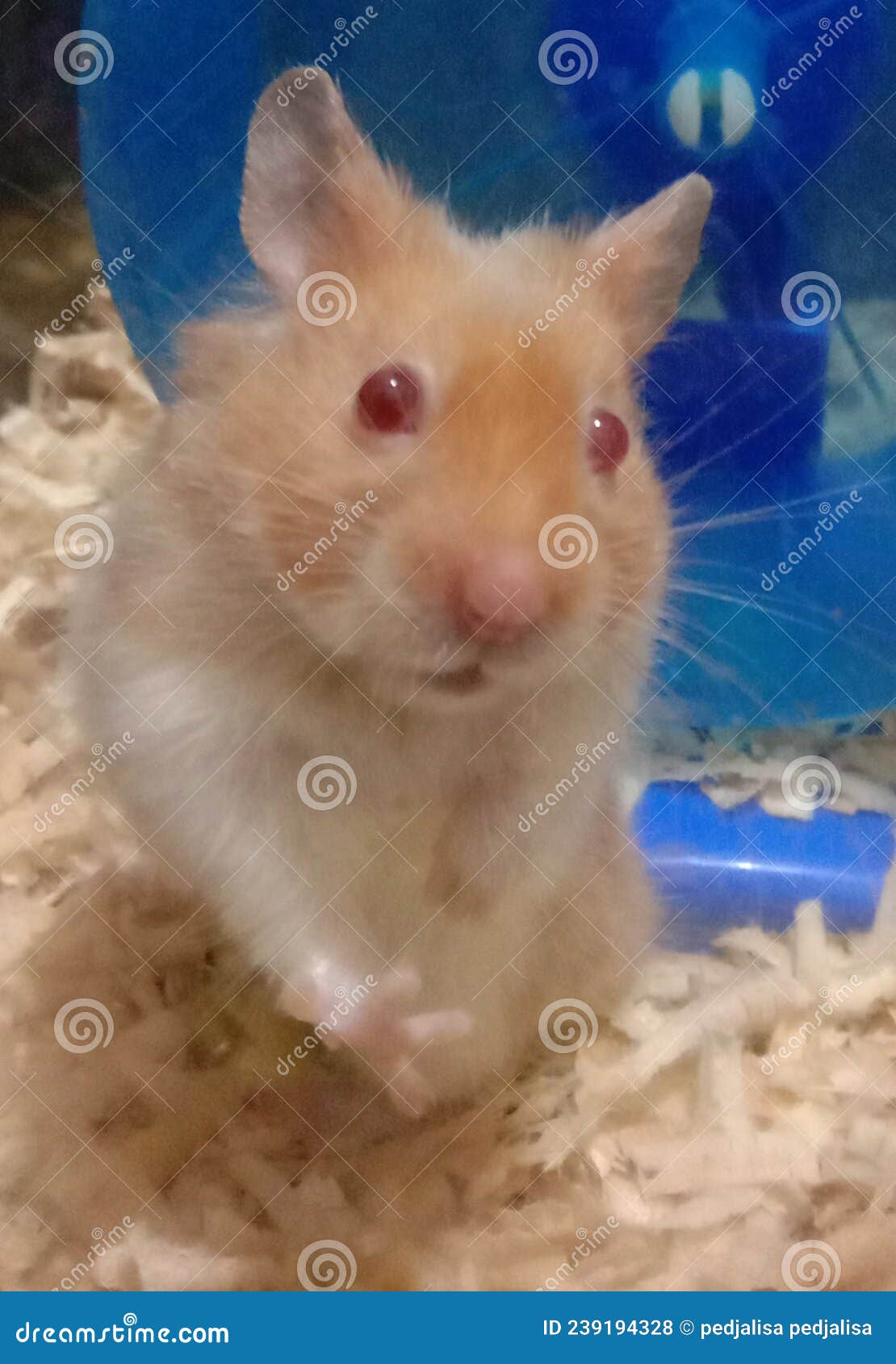 Hamtaro Syrian Red Eyes Stock Photos - Free & Royalty-Free Stock Photos ...