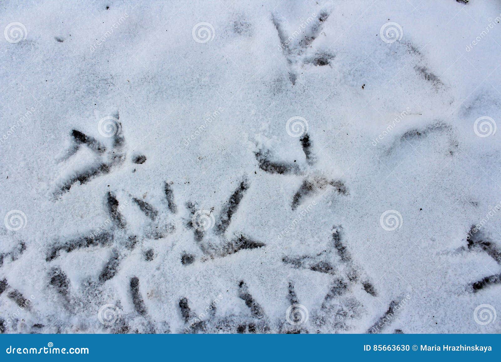 Han tracks stock photo. Image of chicken, snow, tracks - 85663630