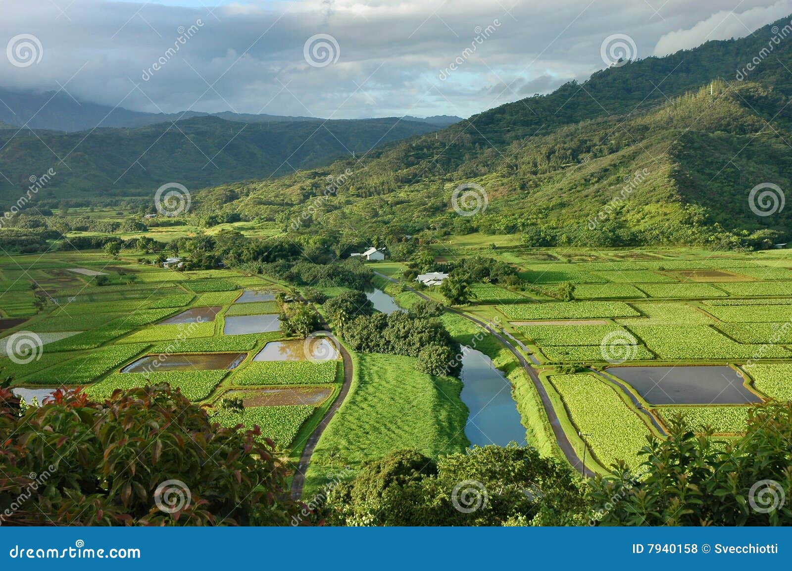 Hanalei Valley, Kauai stock photo. Image of kauai, mountains - 7940158