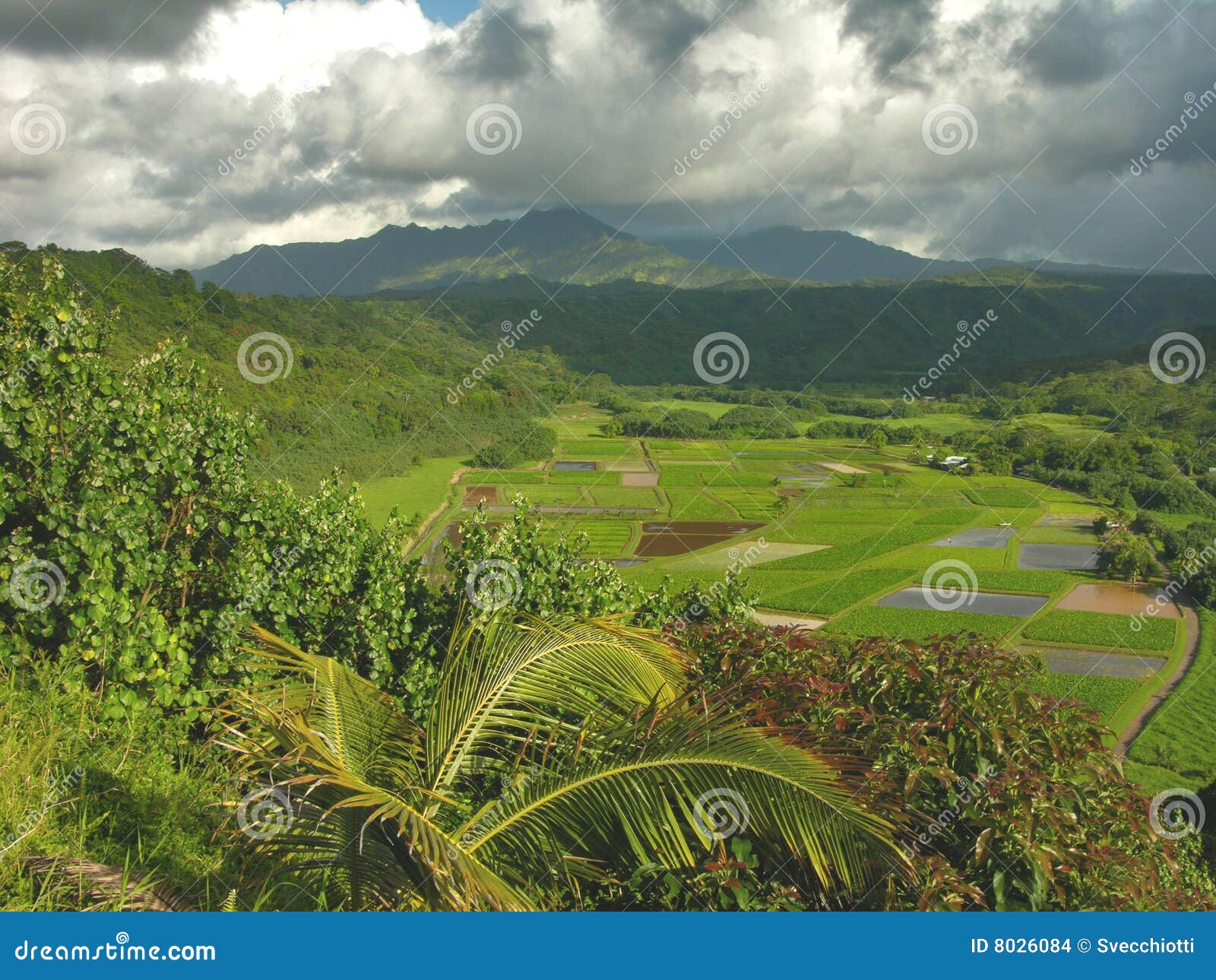 Hanalei Valley, Kauai stock photo. Image of late, hawaii - 8026084